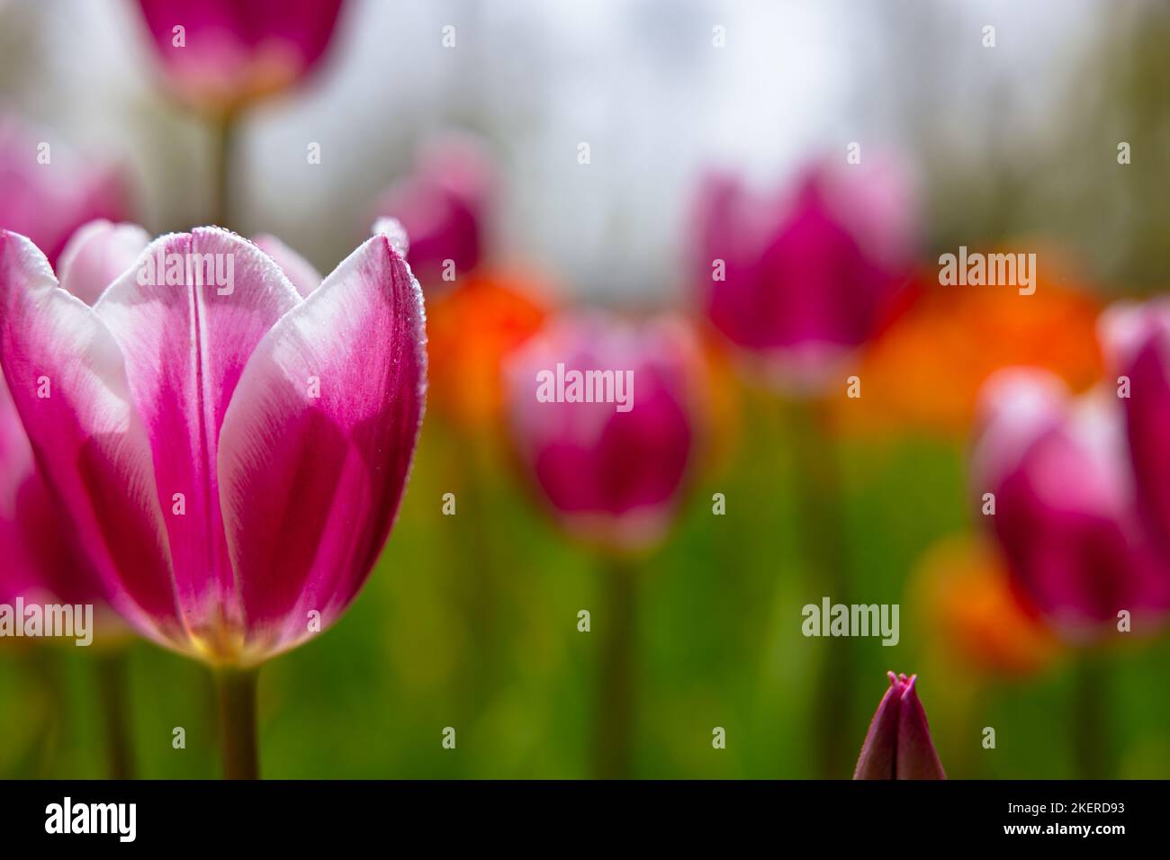 Pink tulip in focus. Spring blossom background photo. April flowers ...