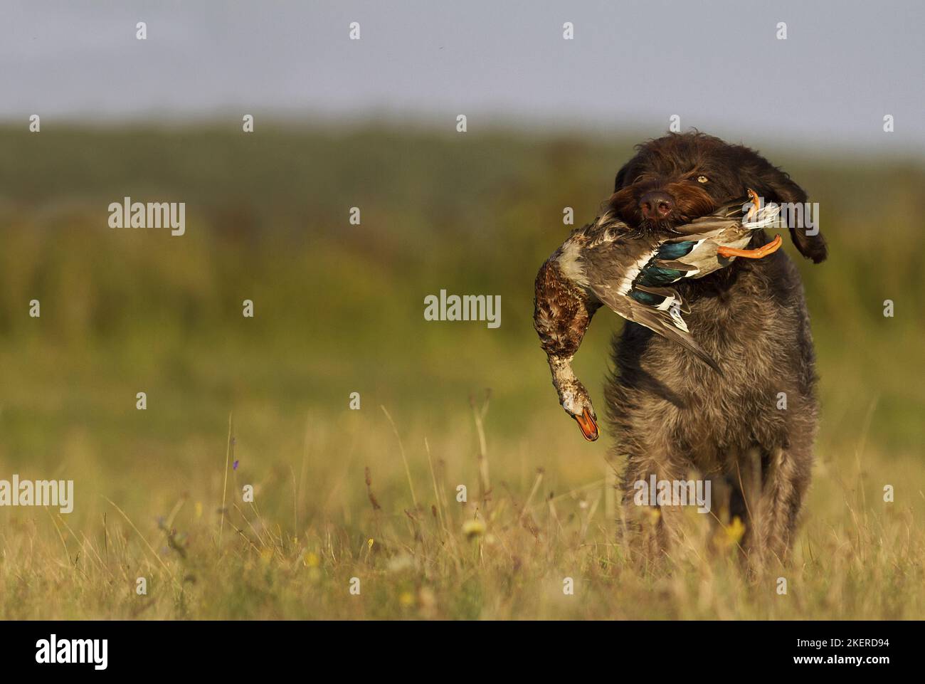 male German wirehaired Pointer Stock Photo - Alamy