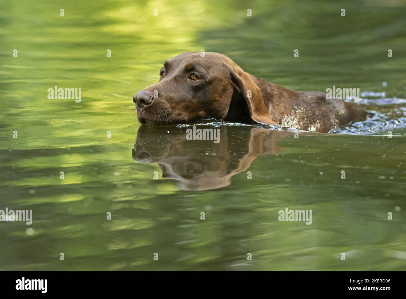 Swimming labrador retriever hi-res stock photography and images - Alamy