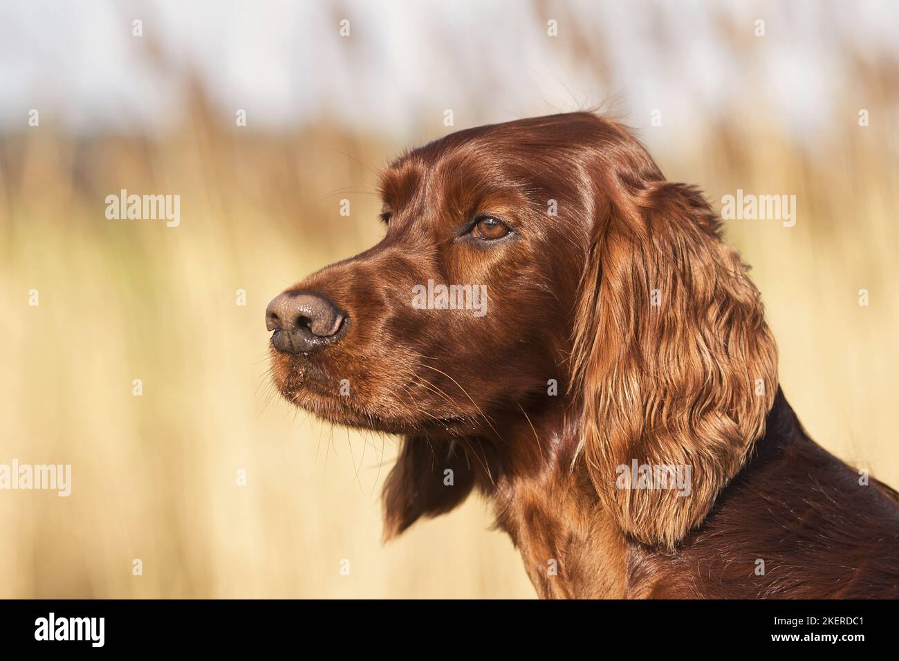 Irish Red Setter Portrait Stock Photo - Alamy