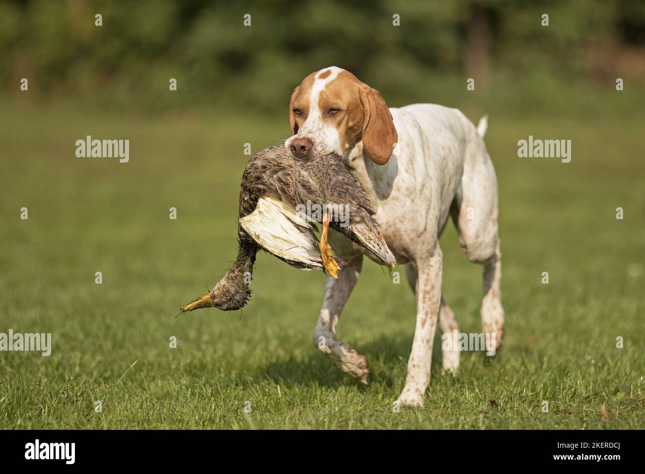 female English Pointer Stock Photo - Alamy
