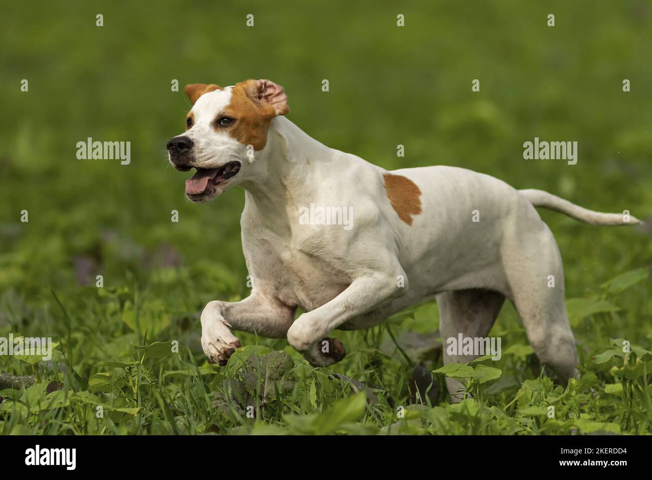 Brown white english pointer hi-res stock photography and images - Alamy