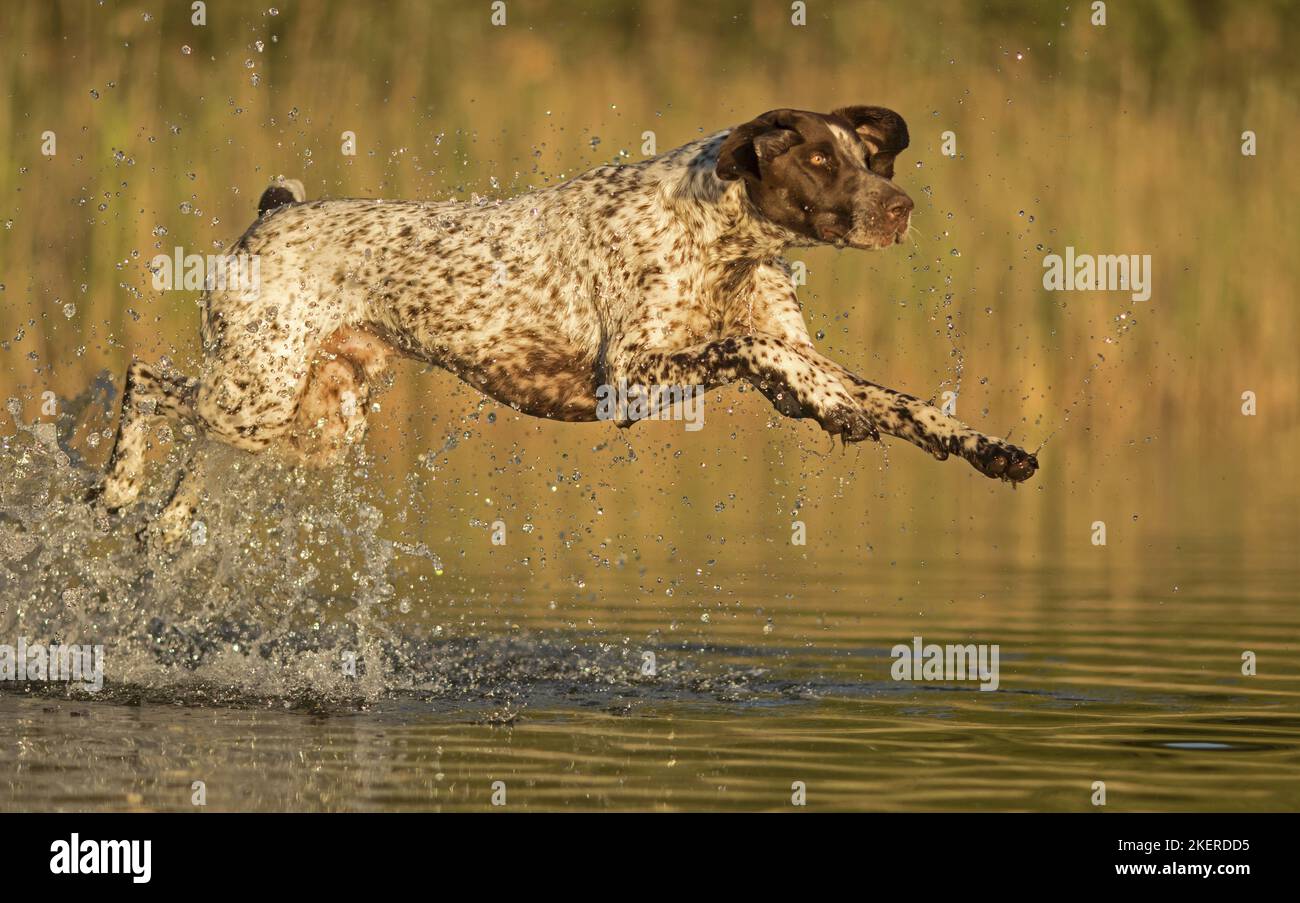 male German shorthaired Pointer Stock Photo - Alamy