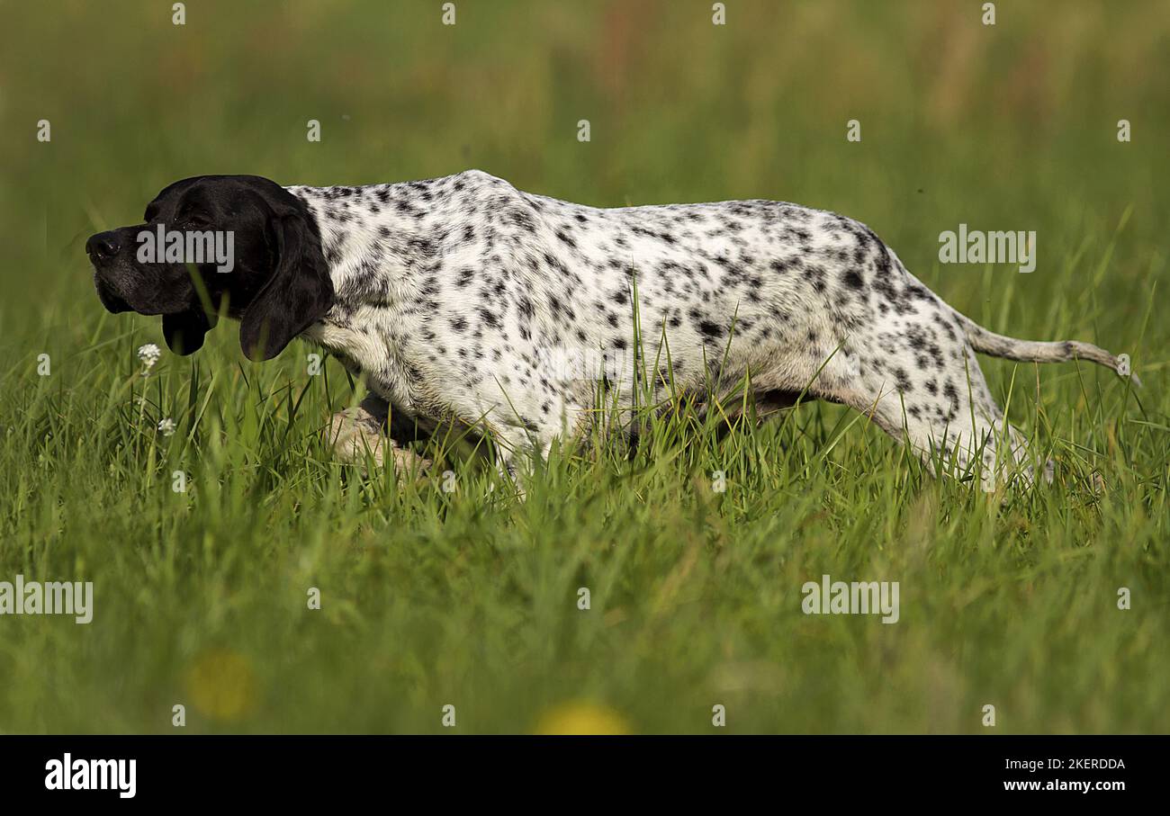 male English Pointer Stock Photo - Alamy