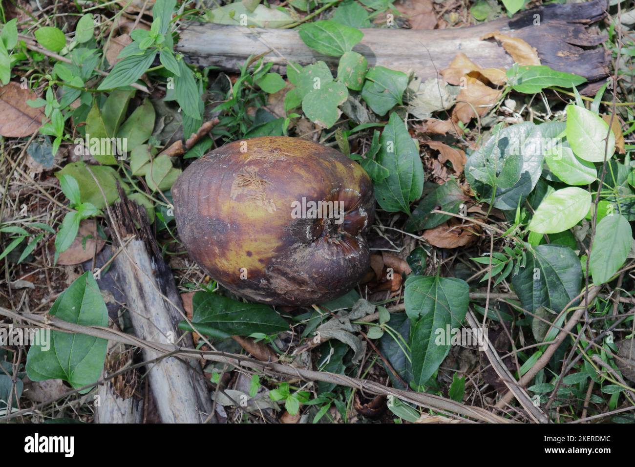 A fully ripened and fallen Coconut (Cocos Nucifera) on grassy wild area ...
