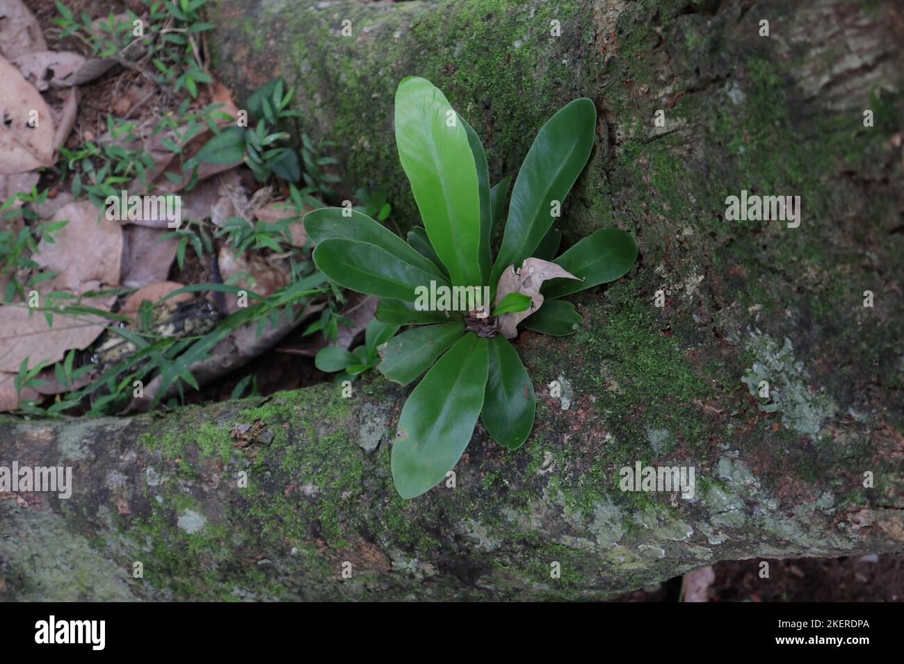 Overhead view of a small Bird's nest fern (Asplenium Nidus) plant grows ...