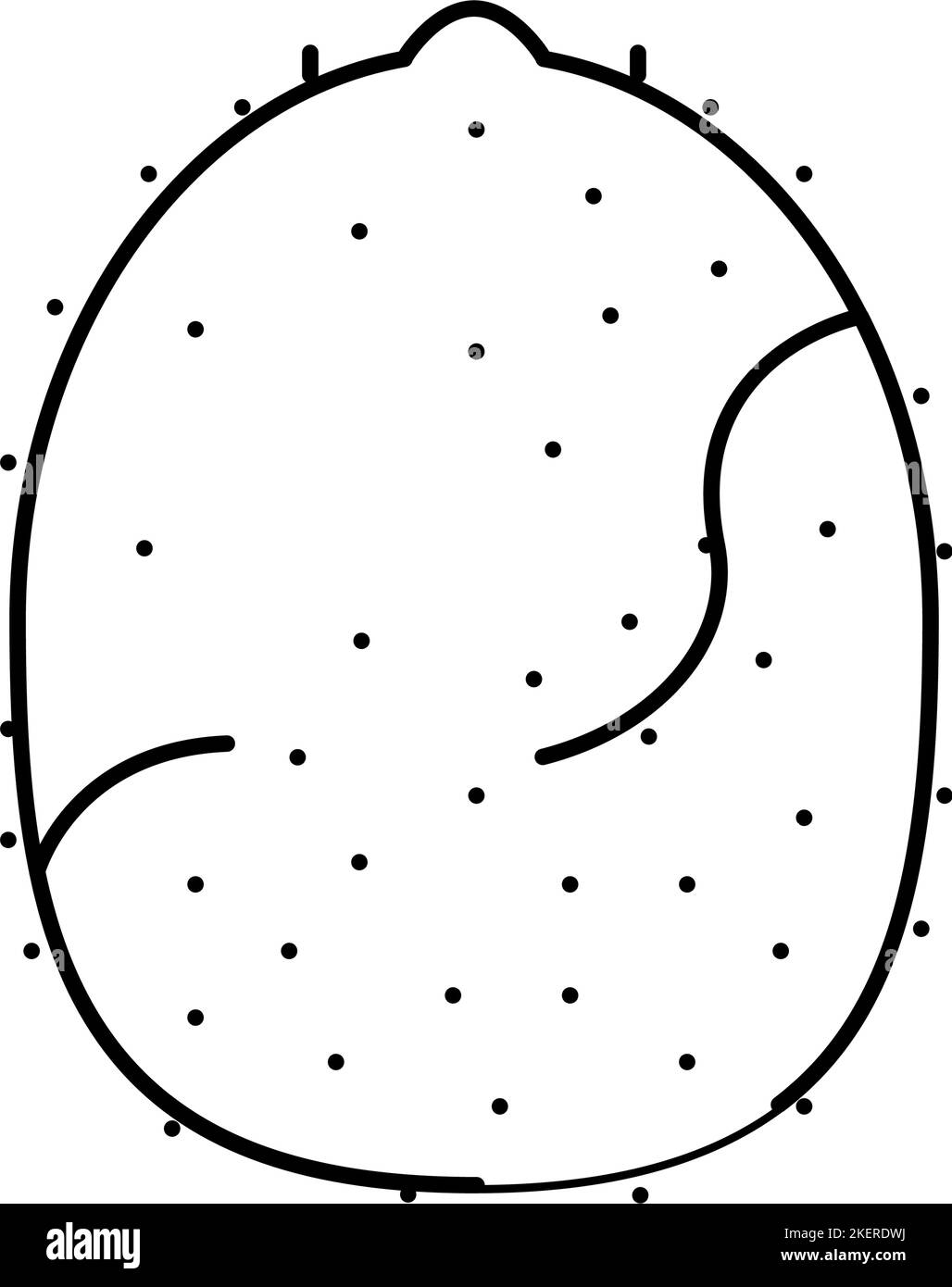 kiwi fruit line icon vector illustration Stock Vector Image & Art - Alamy