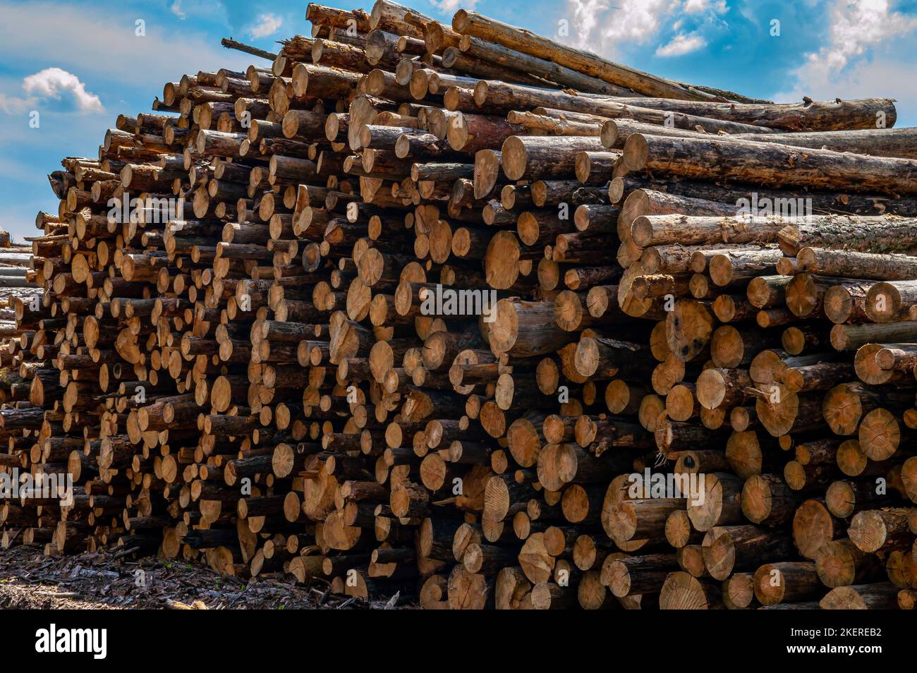 Felled pine trees for processing hi-res stock photography and images ...