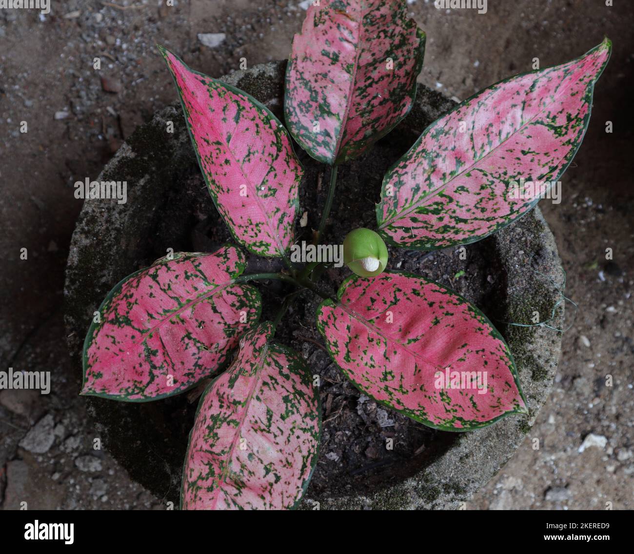Aglaonema wishes hi-res stock photography and images - Alamy