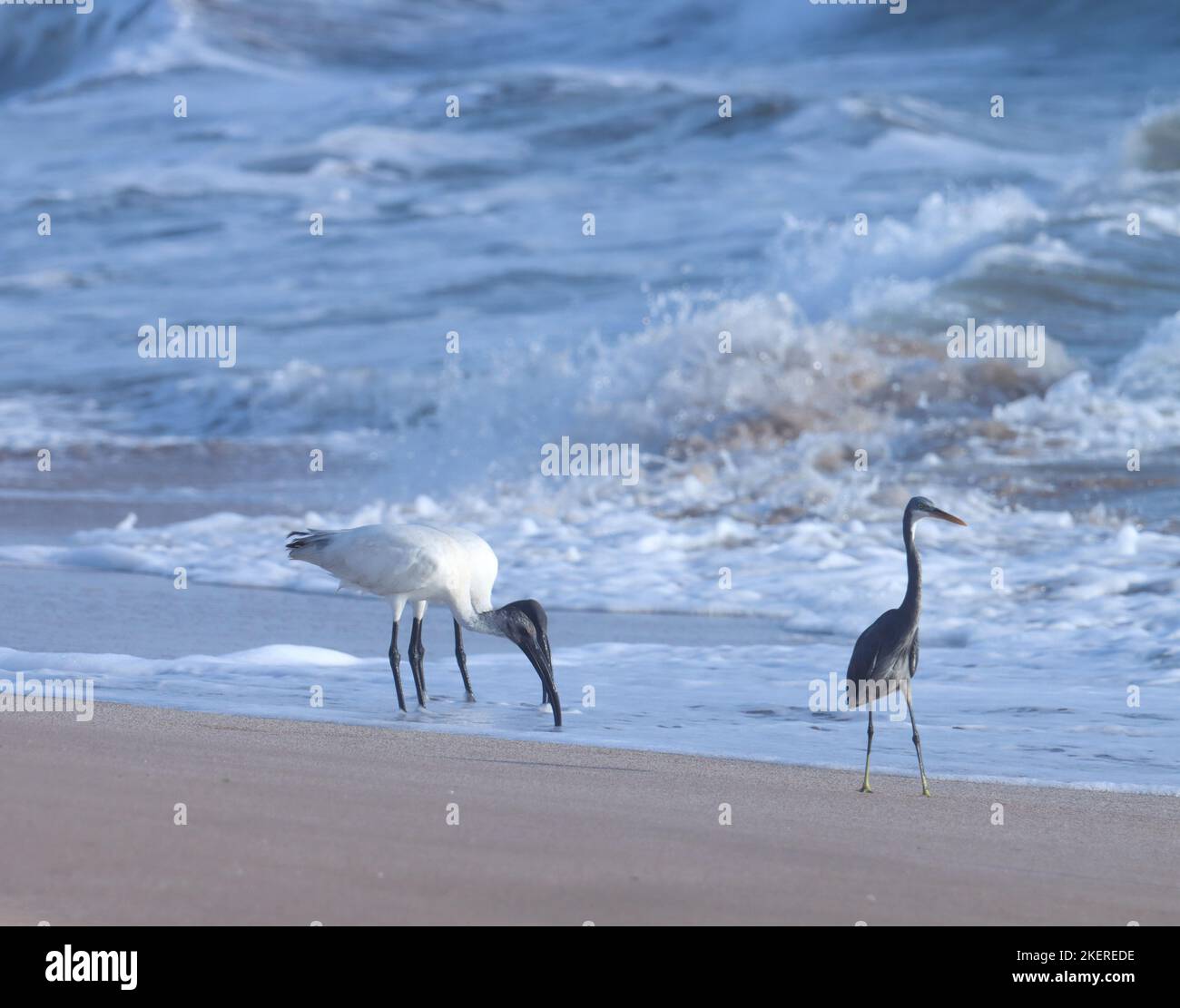 Beautiful, black, white, ibis birds on the beach. Oriental white ibis ...