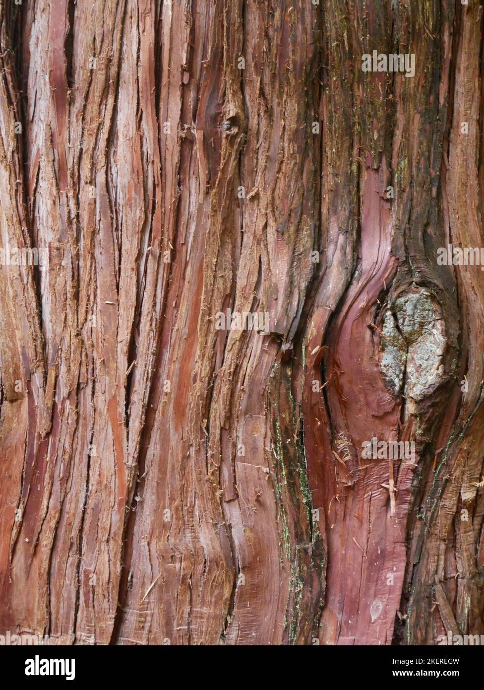 Killerton gardens hi-res stock photography and images - Alamy