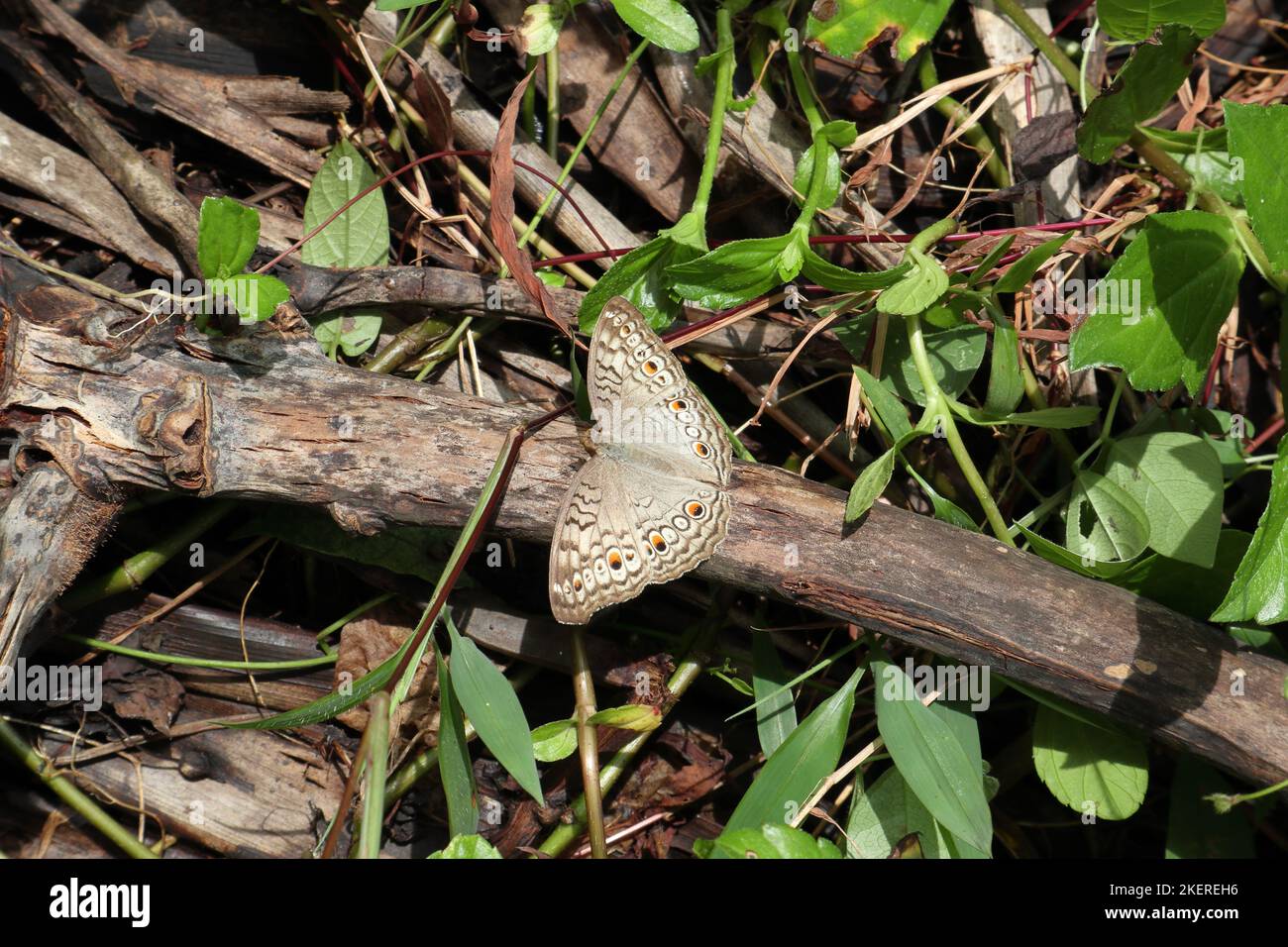 Overhead view of a Grey pansy (Junonia Atlites) butterfly spread its ...