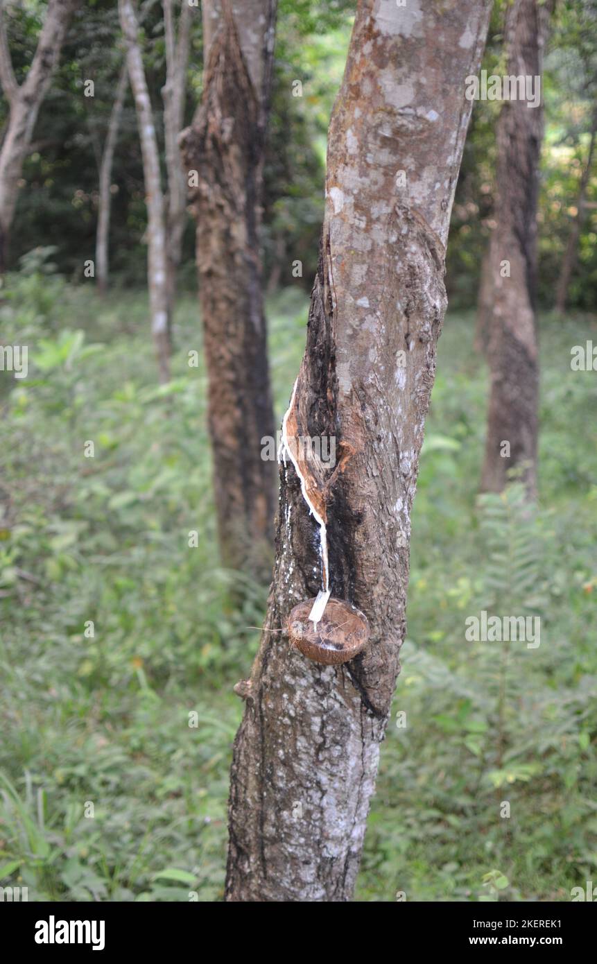 kautschuk Production Thailand historic traditional rupper latex Stock ...