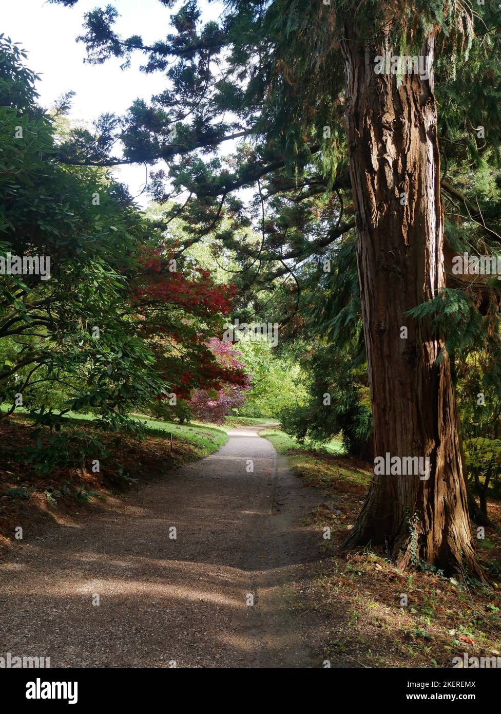 Killerton gardens hi-res stock photography and images - Alamy