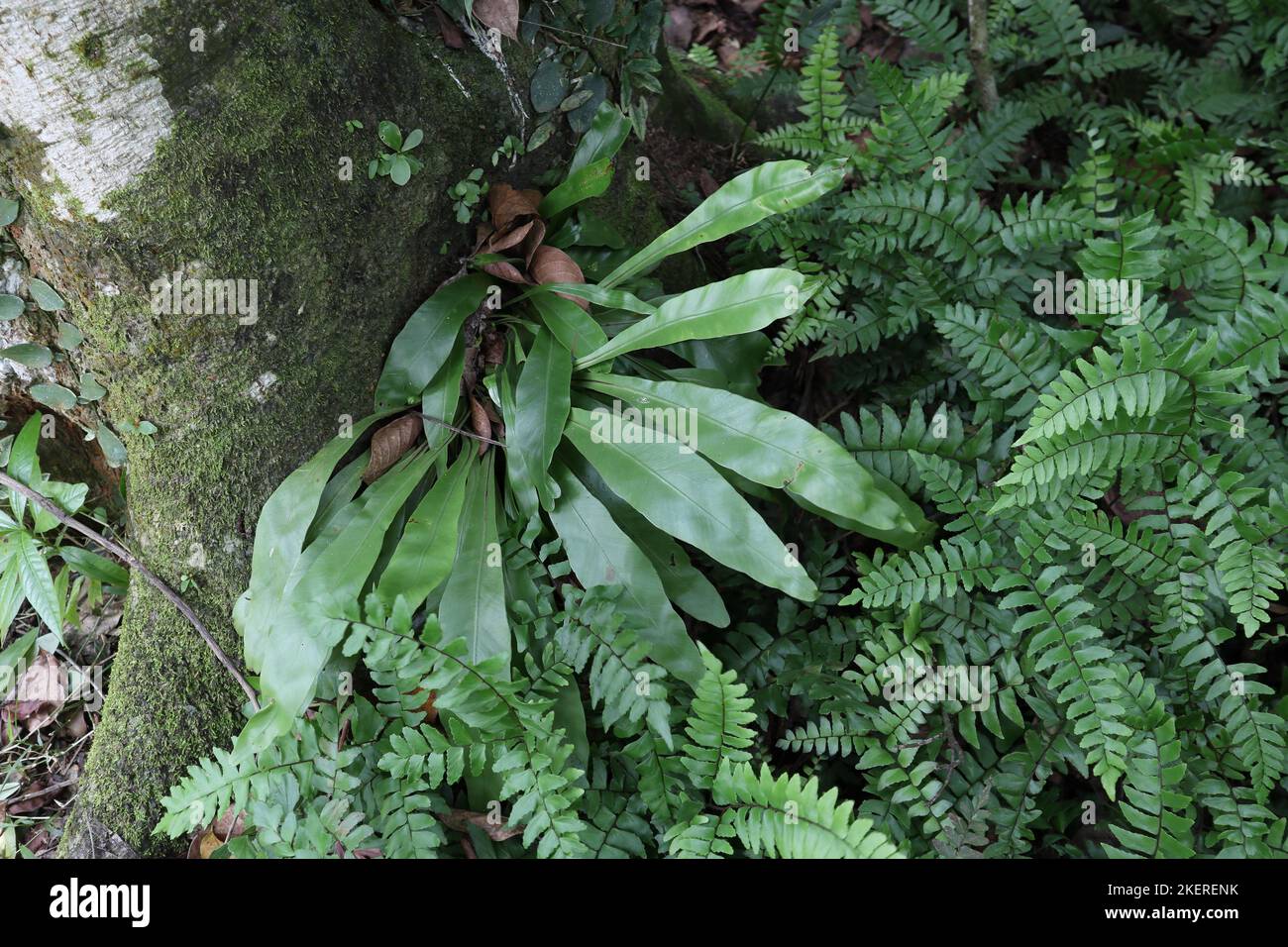 High angle view of a medium size grown Bird's nest fern (Asplenium ...