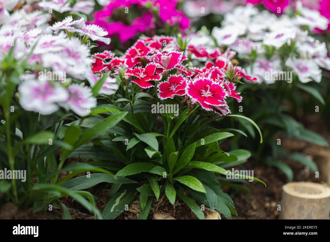 Bright Sweet William flowers Dianthus barbatus flowering in a garden ...