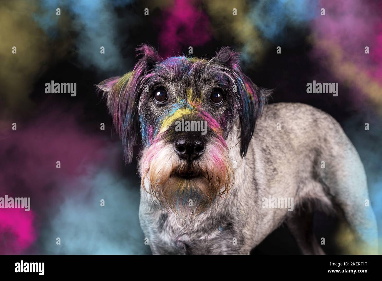 Schnauzer colors hi-res stock photography and images - Alamy