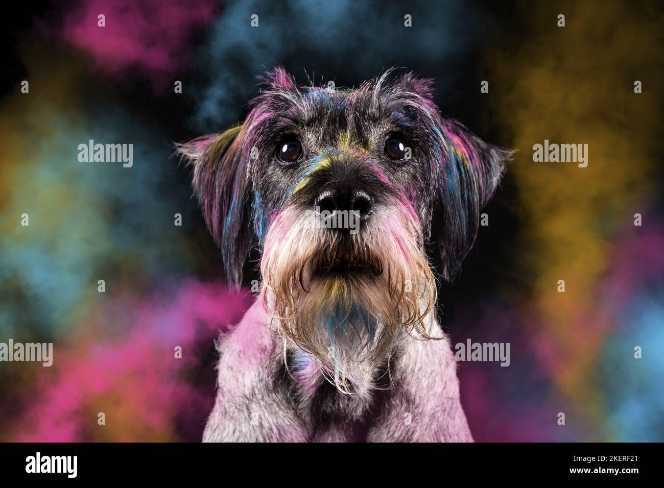 Schnauzer colors hi-res stock photography and images - Alamy