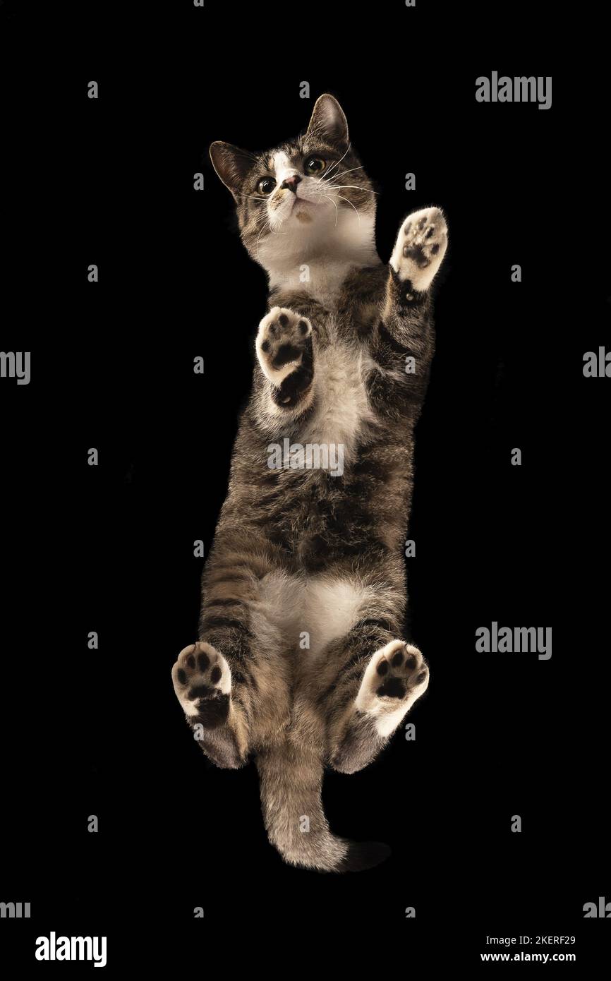 Cat from below hi-res stock photography and images - Alamy