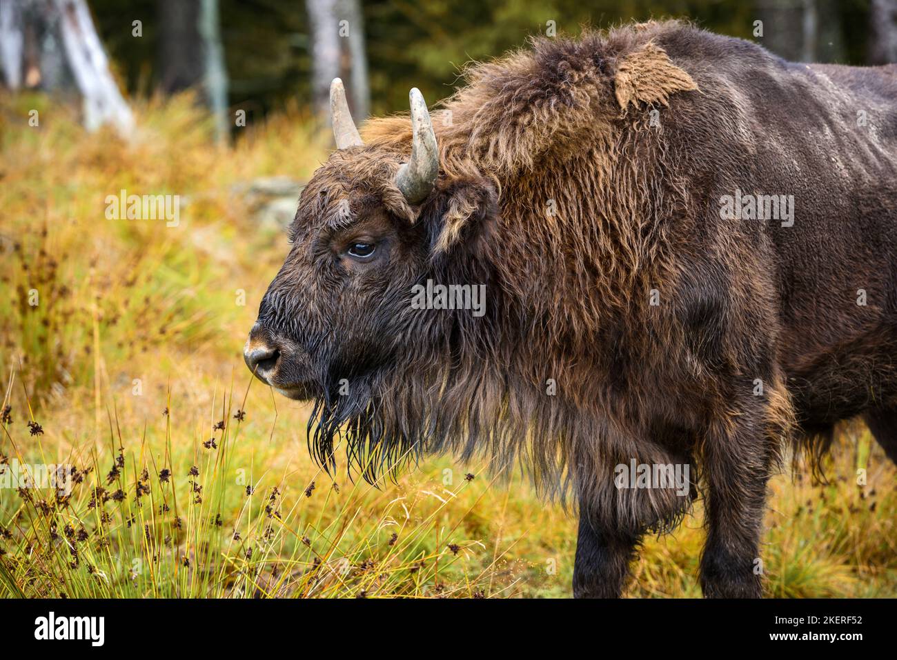 Wisent bison grass hi-res stock photography and images - Alamy