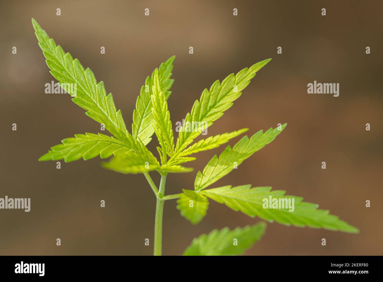 Growing cannabis bush isolated hi-res stock photography and images - Alamy