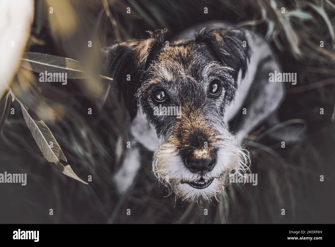 Medium size schnauzer dog hi-res stock photography and images - Alamy