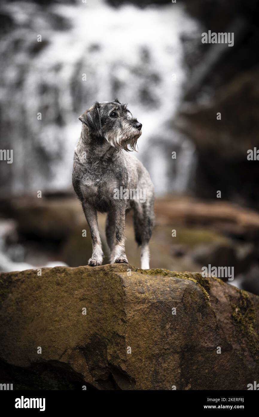 Medium size schnauzer dog hi-res stock photography and images - Alamy