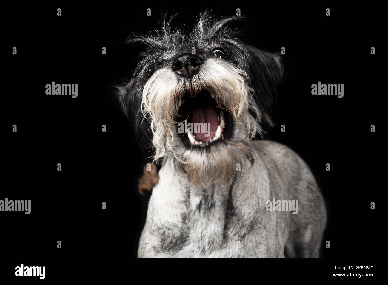 Medium size schnauzer dog hi-res stock photography and images - Alamy