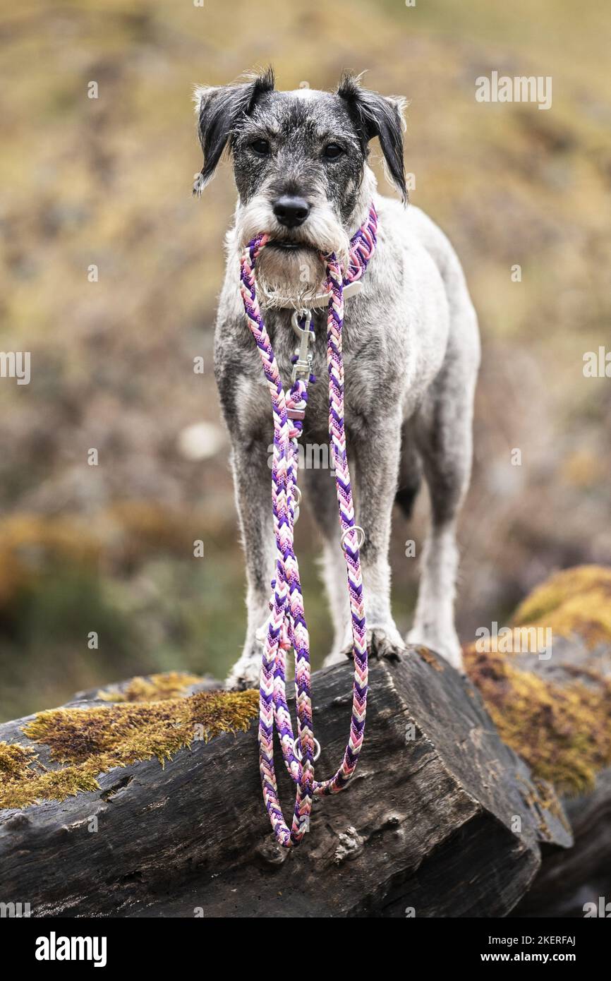 Medium size schnauzer dog hi-res stock photography and images - Alamy