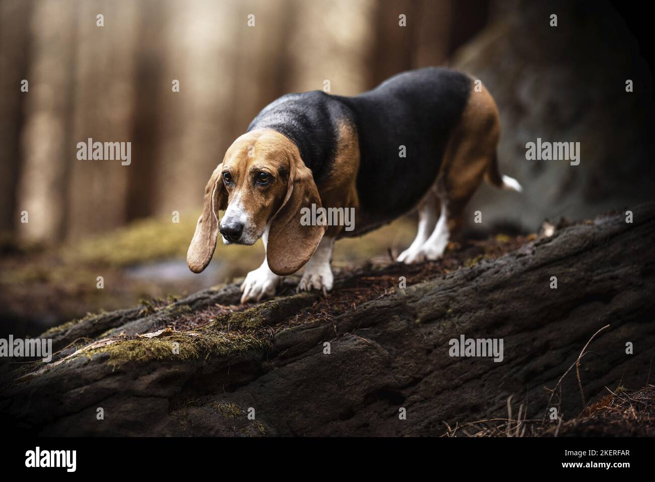Basset Artesien Normand Stock Photo - Alamy