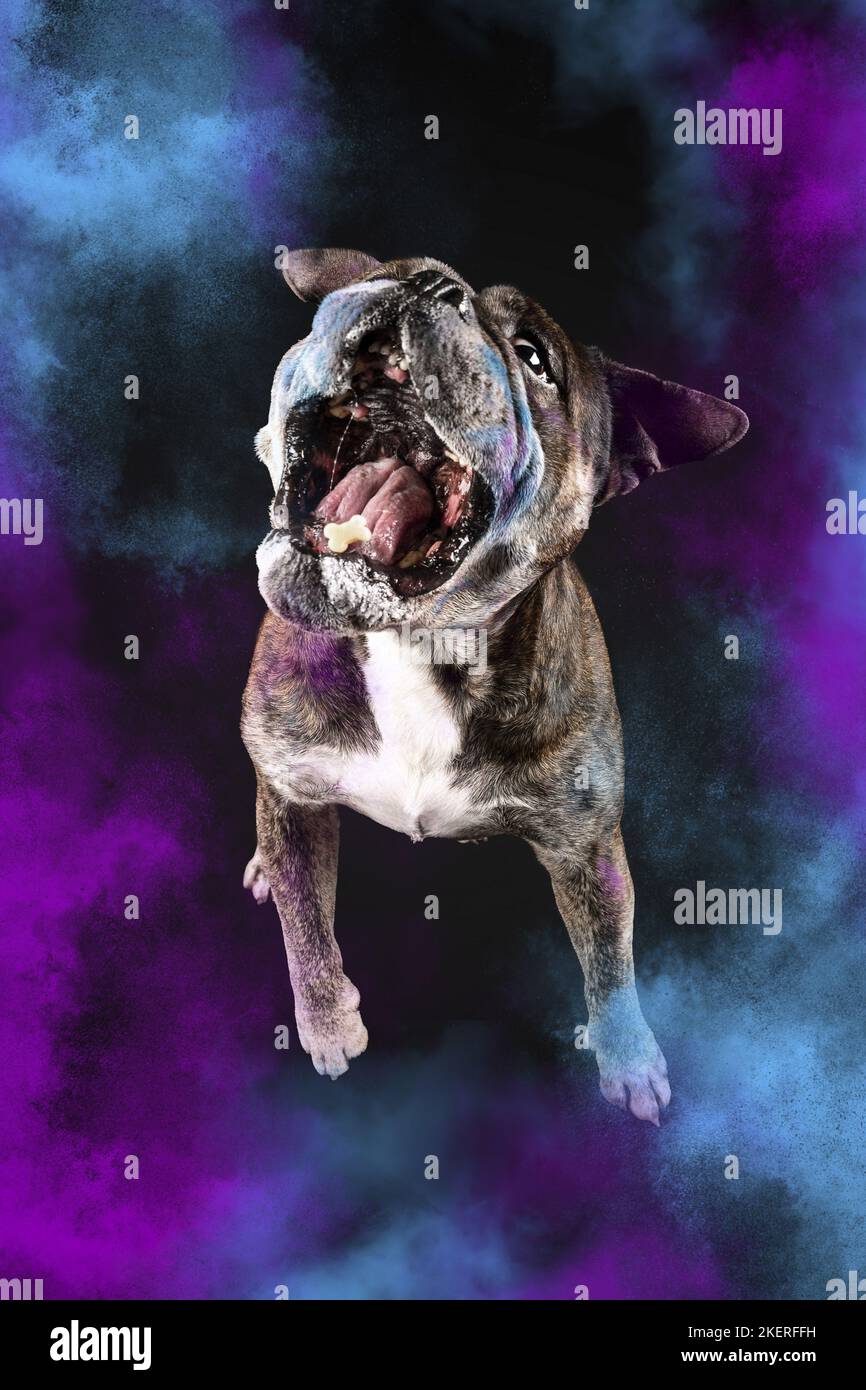 Snatching dog hi-res stock photography and images - Alamy