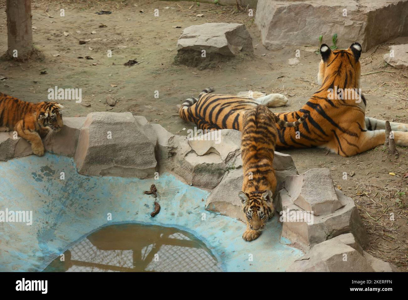 The mother Siberia tiger with her three cubs in Nantong Forest Zoo ...