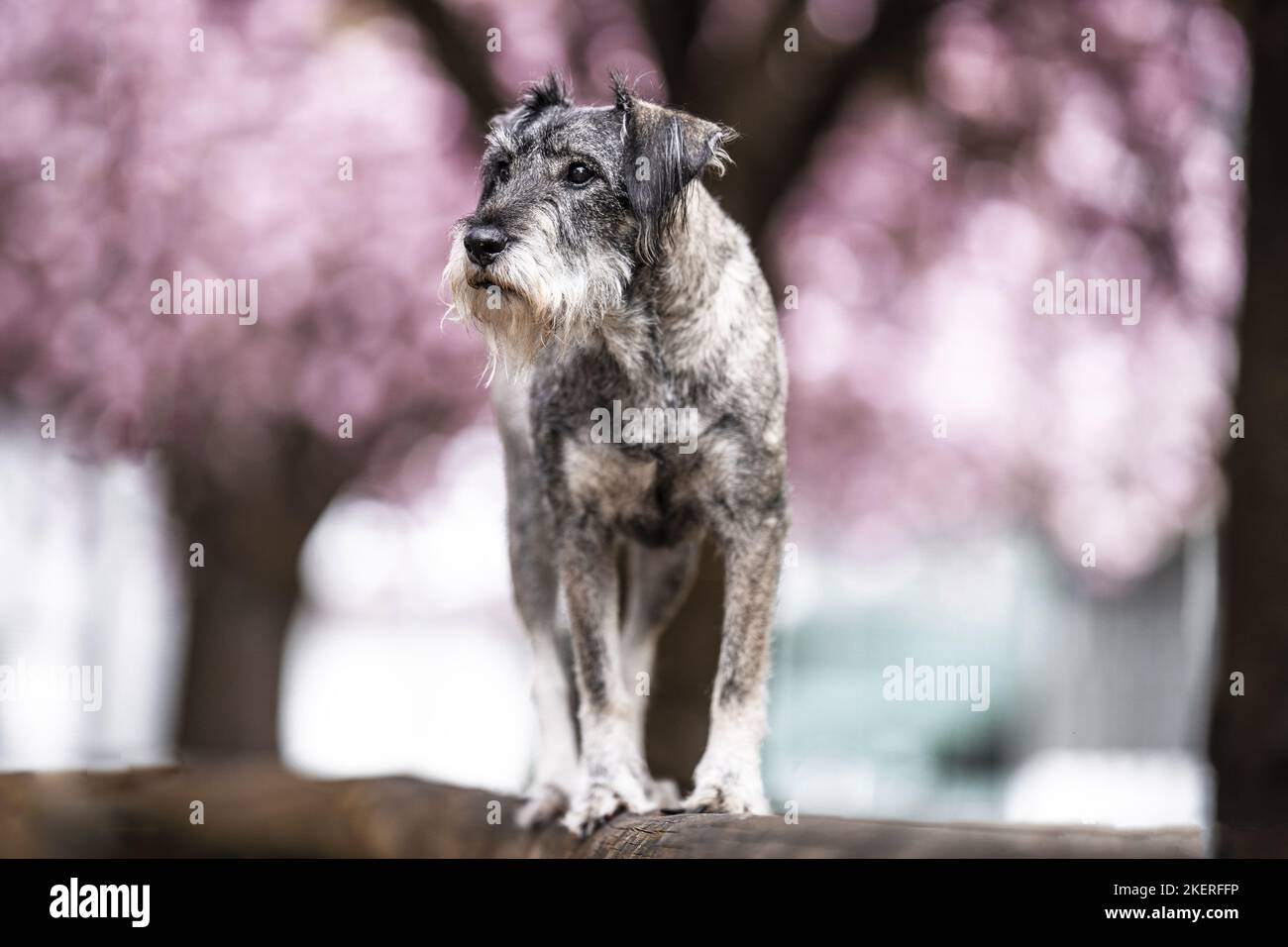 Medium size schnauzer dog hi-res stock photography and images - Alamy