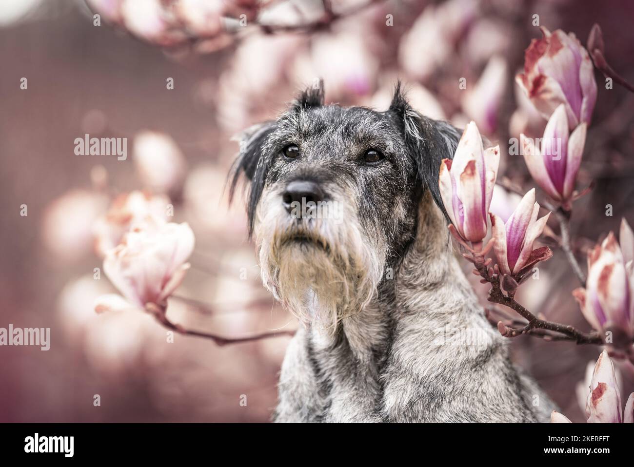 Medium size schnauzer dog hi-res stock photography and images - Alamy