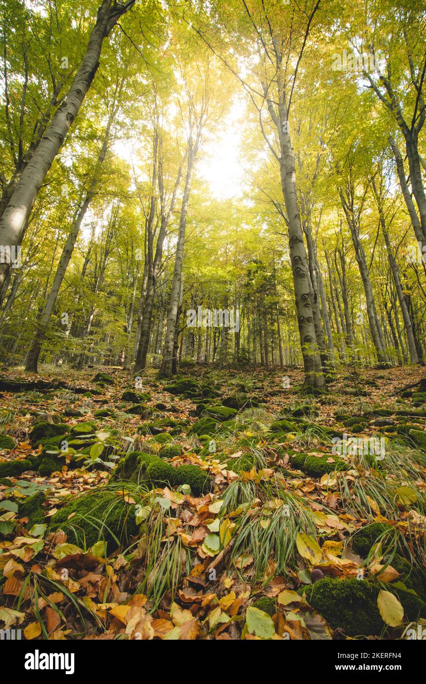 Best autumn mood in the beech forest. The golden light of the sun ...