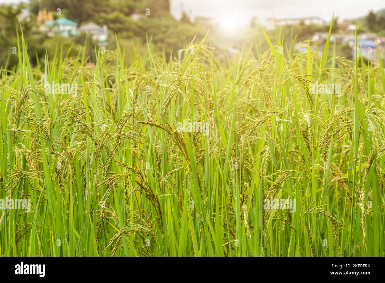 Jasmine rice field, Close up yellow rice seed ripe and green leaves ...