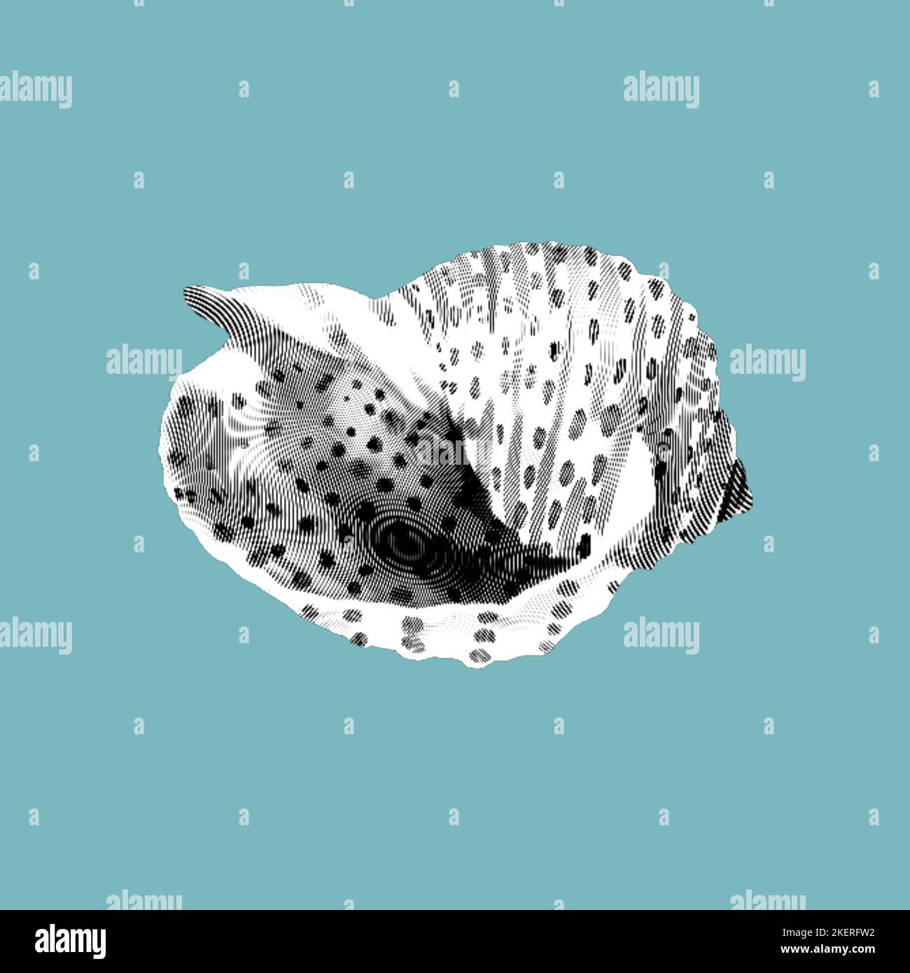 Graphic engraving of a seashell.Realistic shells illustration Stock ...