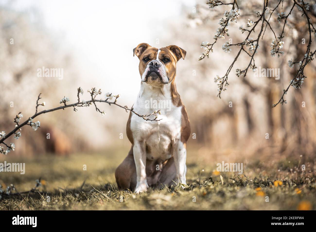 Olde English Bulldog Stock Photo - Alamy