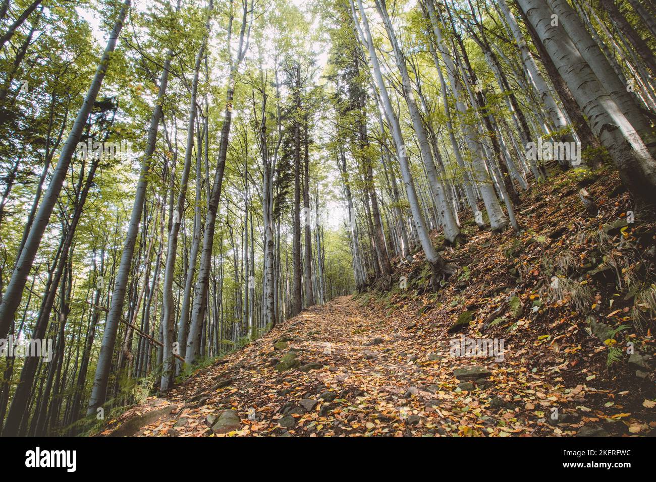 Best autumn mood in the beech forest. The golden light of the sun ...