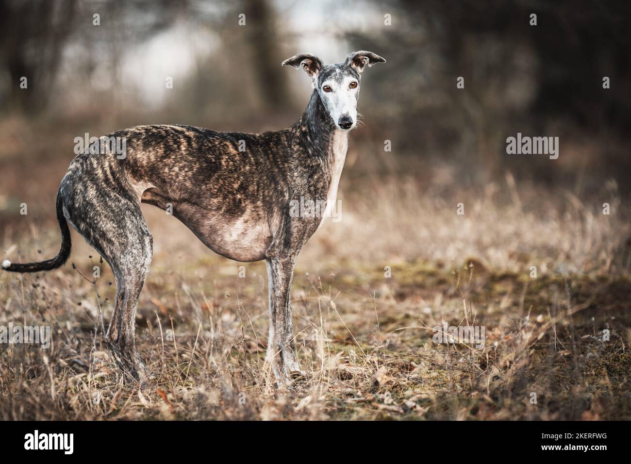 Smooth galgo hi-res stock photography and images - Alamy