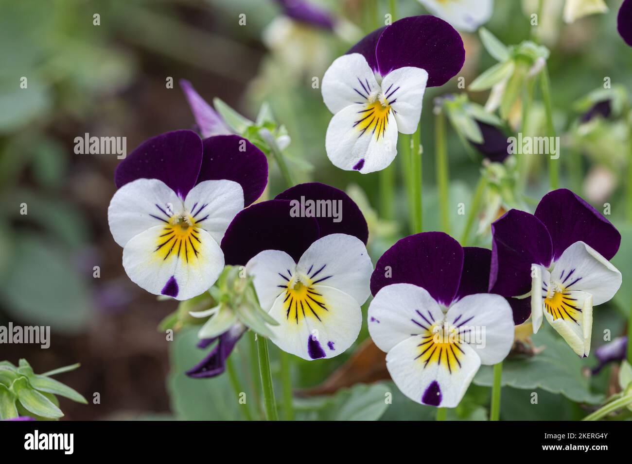 Flower pansy viola Stock Photo - Alamy