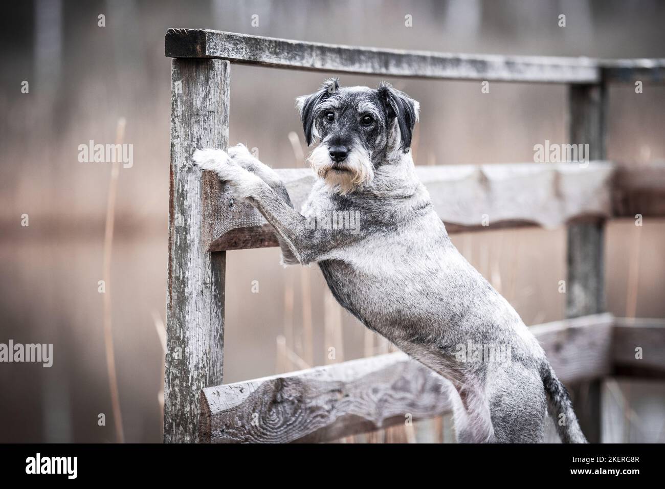 Medium size schnauzer dog hi-res stock photography and images - Alamy