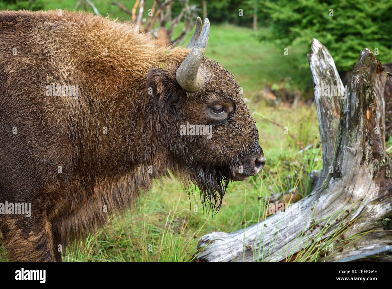 Bison in the forest hi-res stock photography and images - Alamy