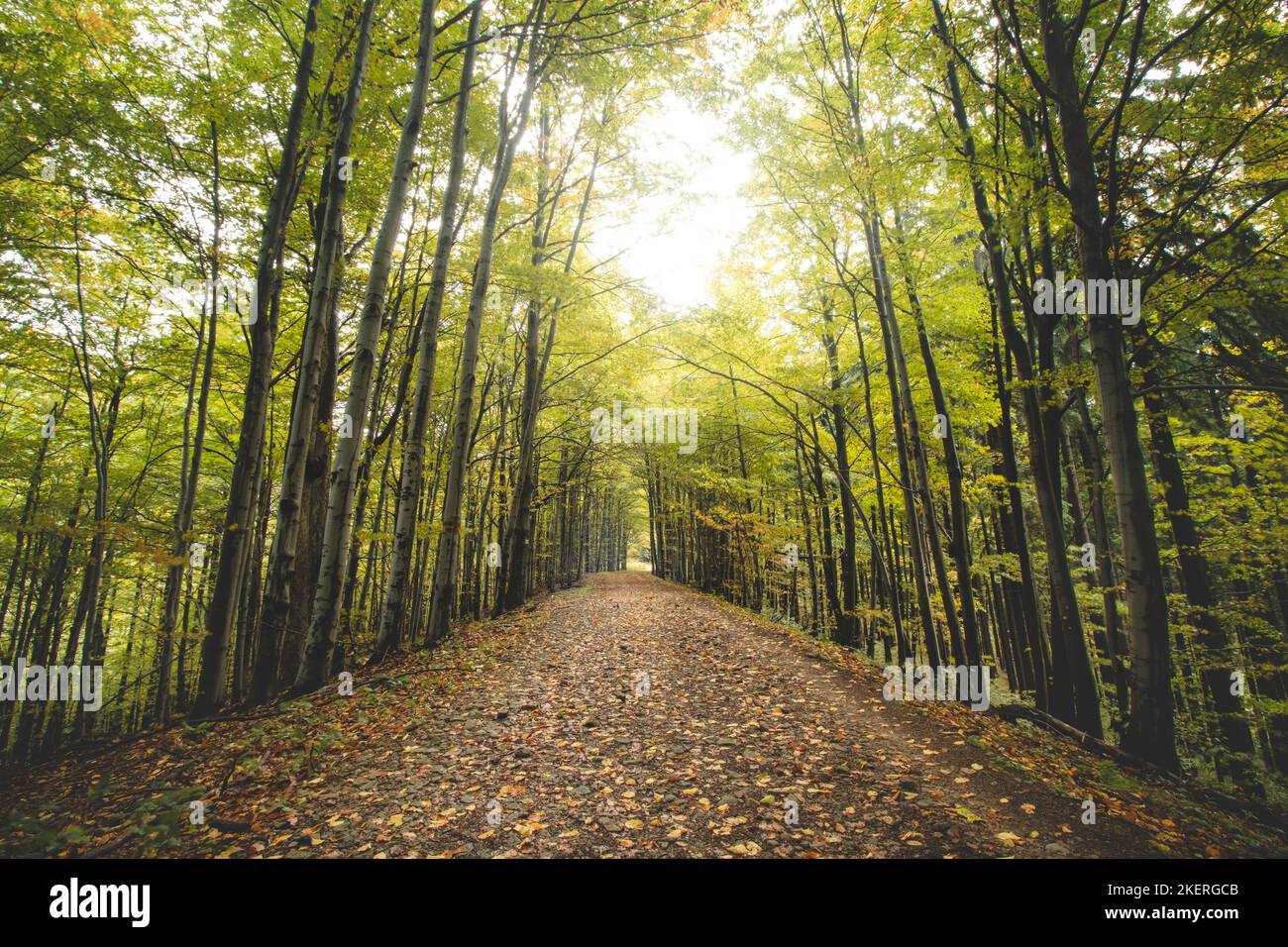 Best autumn mood in the beech forest. The golden light of the sun ...