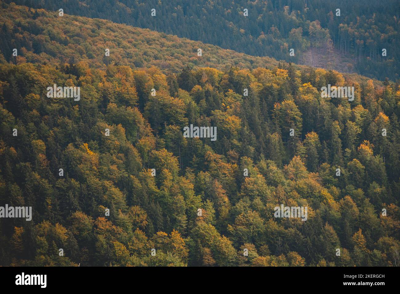 Untouched forest coloured in the spectrum of red, orange and yellow in ...