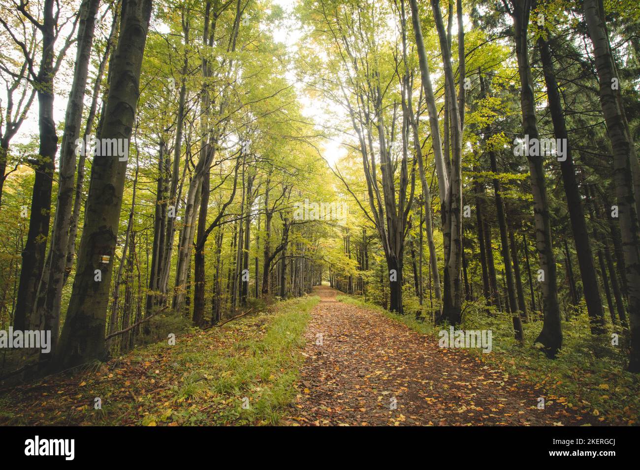 Best autumn mood in the beech forest. The golden light of the sun ...