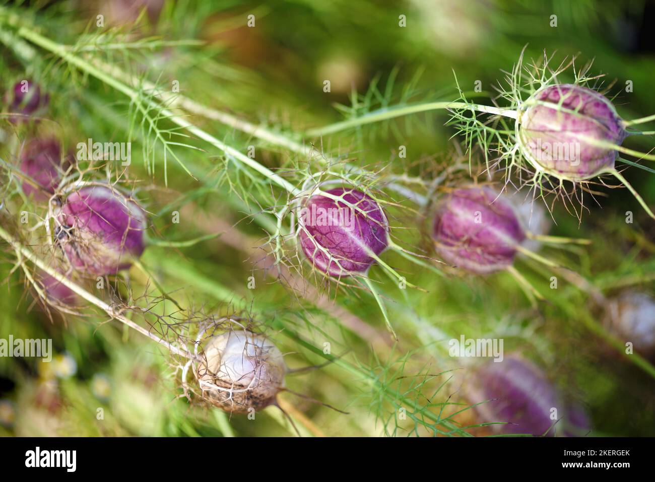 Close up of Love-in-a-mist Shorty Blue fruit (Nigella). Selective focus ...