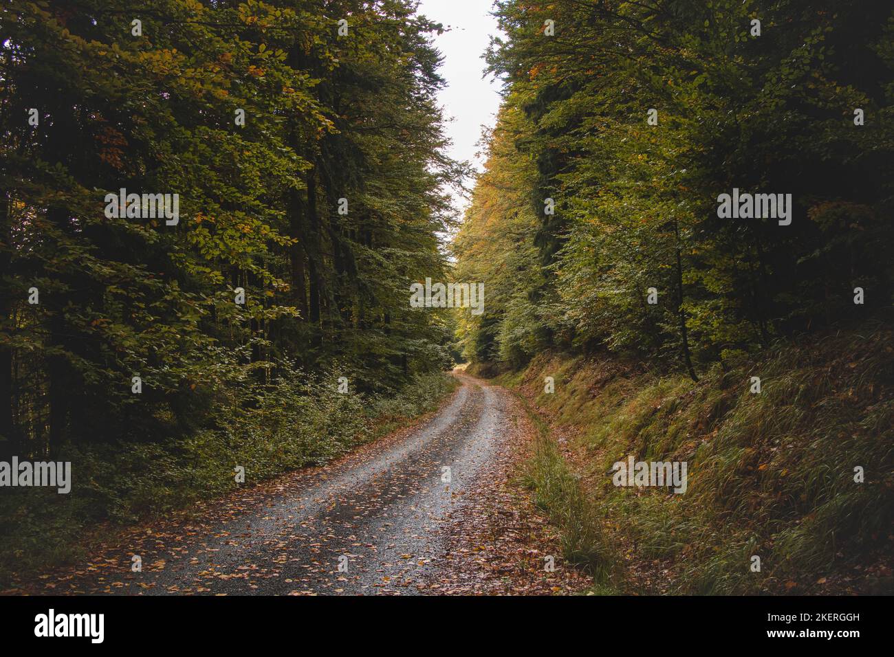 Best autumn mood in the beech forest. The golden light of the sun ...