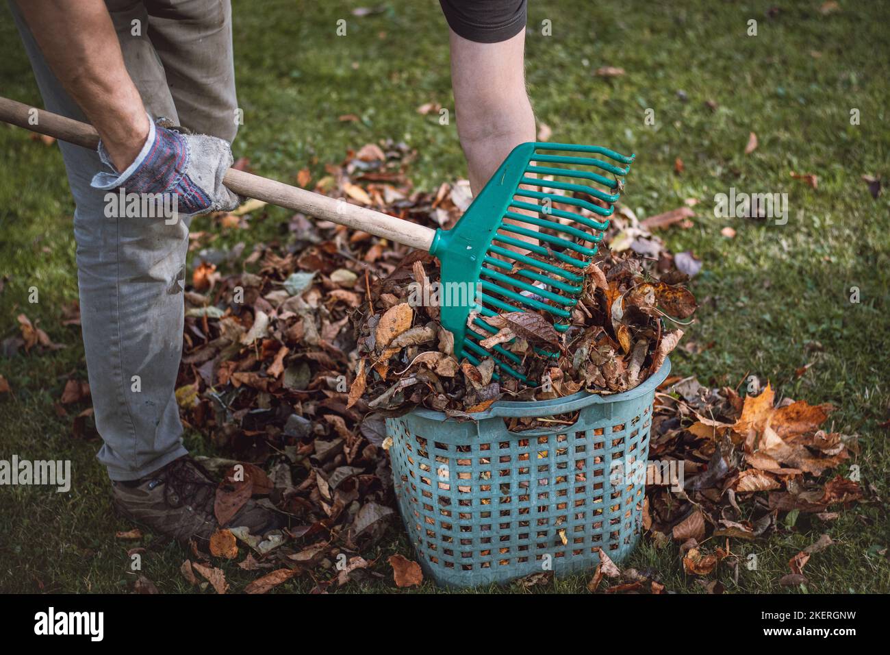 Autumn work in the garden. Raking colourful leaves from fruit trees ...