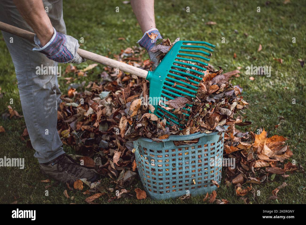 Autumn work in the garden. Raking colourful leaves from fruit trees ...